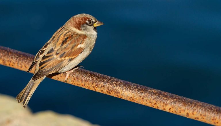 Nocturnal Wonders Unveiled: Birdwatching with Thermal Imaging Nocturnal Wonders Unveiled: Birdwatching with Thermal Imaging